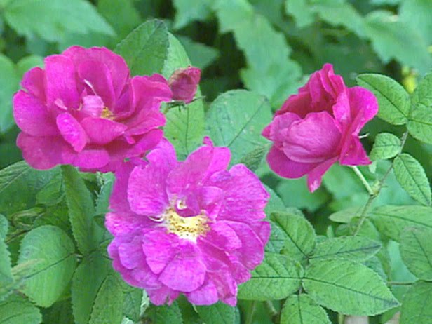 Anna's House of Dreams: Abigail's Peacefield