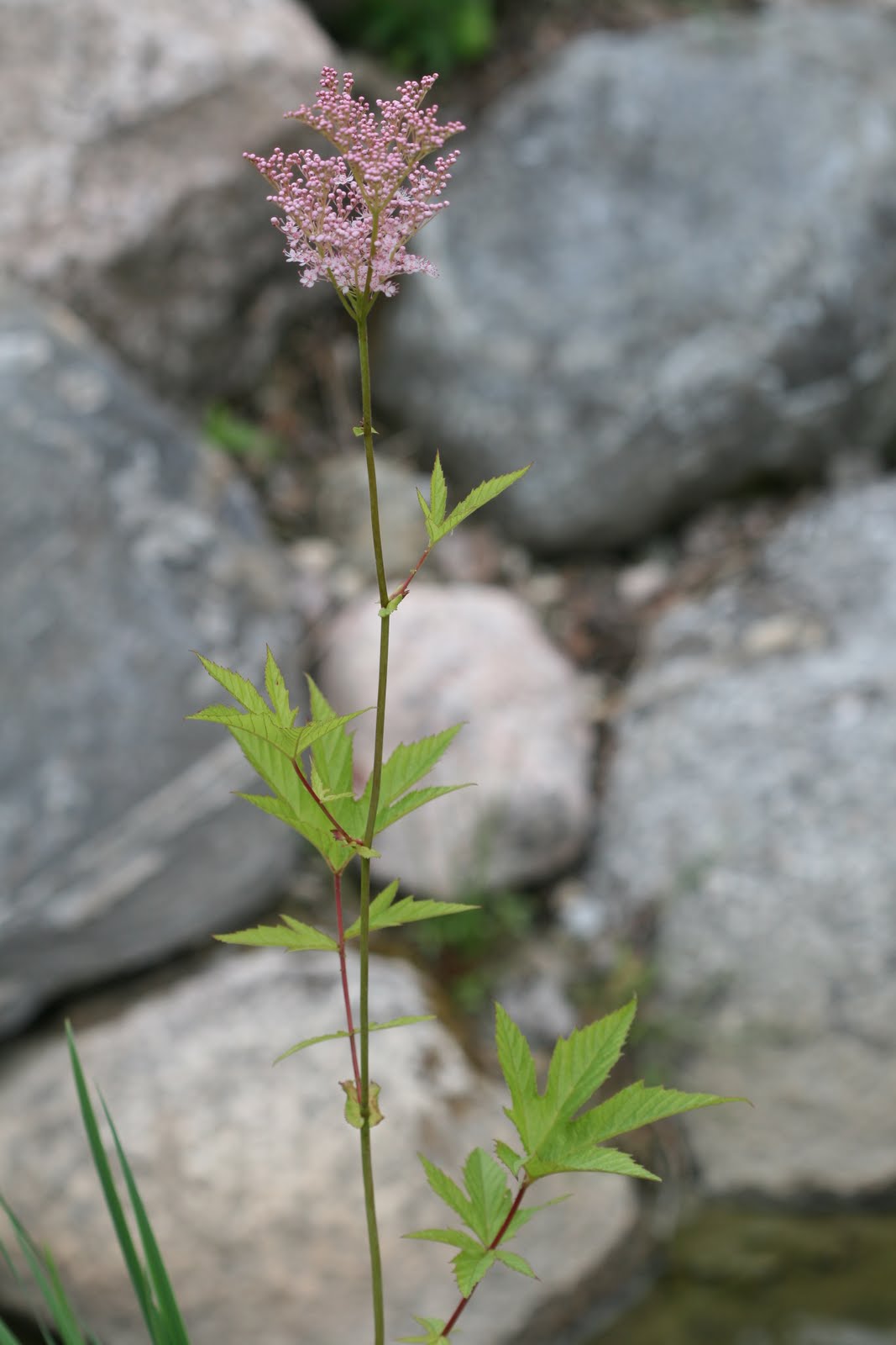 Harilik angervaks ja punane angervaks