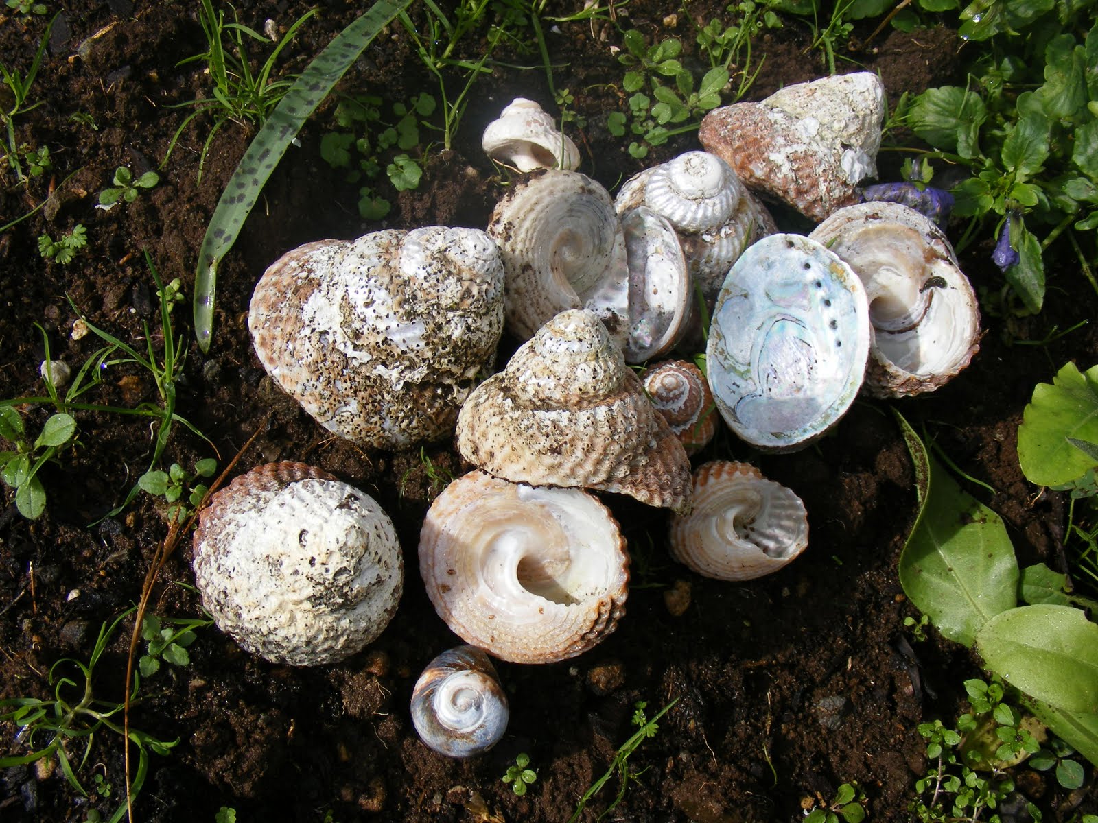 photographing New Zealand: Shells