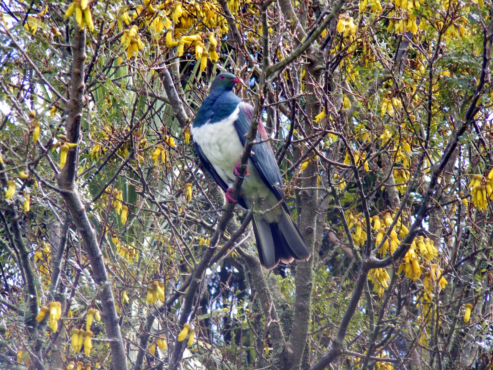 photographing New Zealand: Kereru
