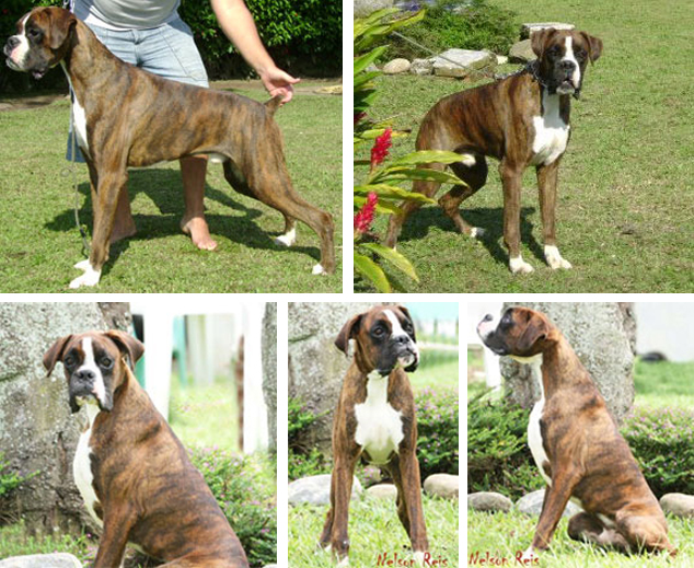 Canil Lord Manske - Canil de Boxer | cachorroidealoficial