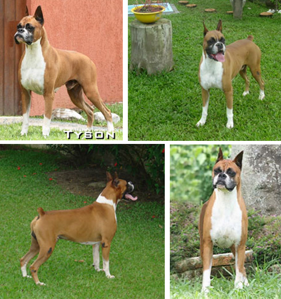Canil Lord Manske - Canil de Boxer | cachorroidealoficial