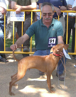 EL CARRIZAL: I CONCURSO MONOGRÁFICO DEL PODENCO ANDALUZ Y MANETO FERNÁN ...