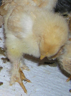 Art of Proprietation: Big Chicken