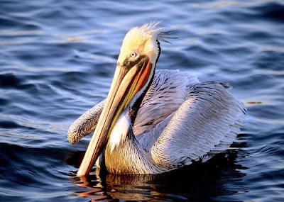 PAGLE WALLPAPER: ANIMALE WALLPAPER