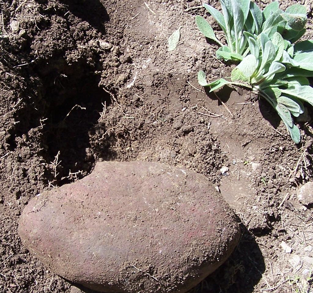 Perennial Passion: I Got a Lot Done in the Garden this Weekend