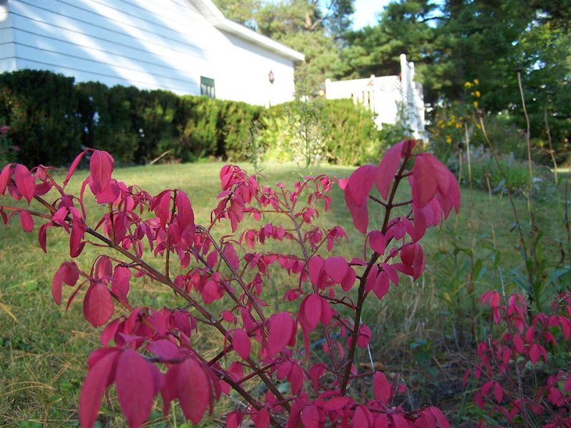 Perennial Passion: Burning Bushes for the First Day of Fall