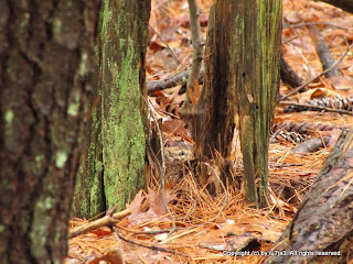 Sightings: Eastern Chipmunk, Tracks, Burrow