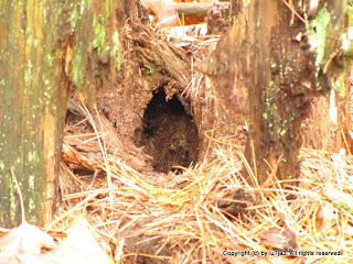 Sightings: Eastern Chipmunk, Tracks, Burrow