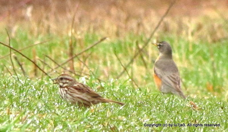 Sightings: Song Sparrow, American Robin