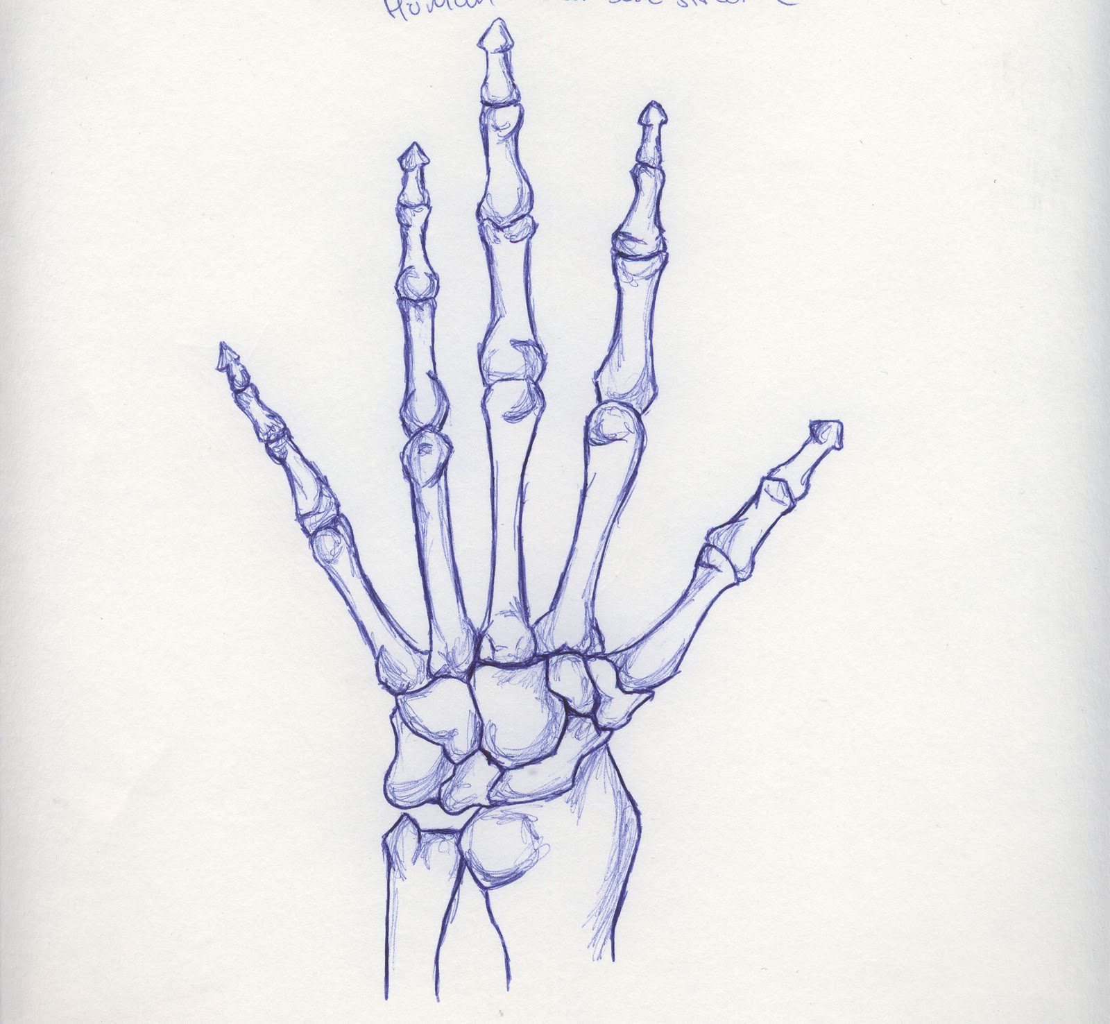 CGAA UCA ROCHESTER: hand studies