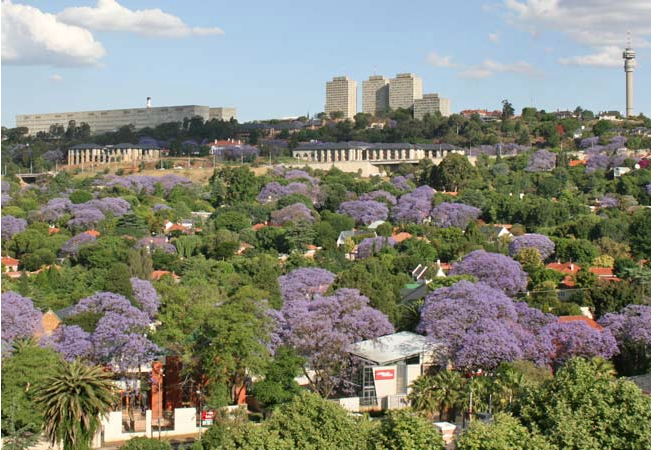 Green Johannesburg: Purple Blotches