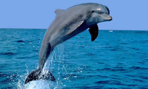 LOS DELFINES: Delfines