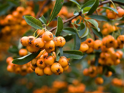 TERAPII NATURISTE SI PLANTE MEDICINALE: CATINA O FARMACIE INTR-UN FRUCT