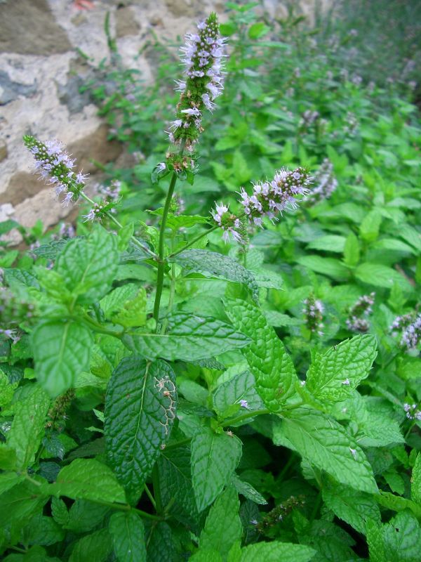 TERAPII NATURISTE SI PLANTE MEDICINALE: MENTA
