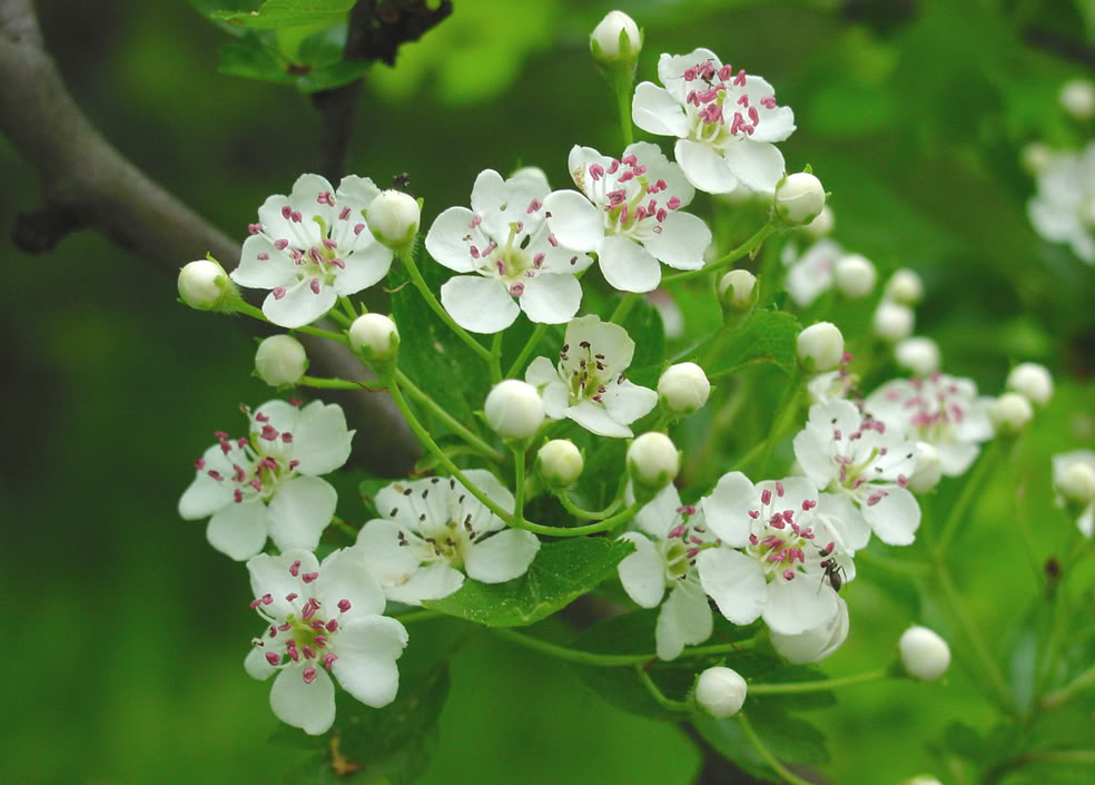 TERAPII NATURISTE SI PLANTE MEDICINALE: PADUCELUL PLANTA INIMII