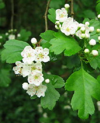 TERAPII NATURISTE SI PLANTE MEDICINALE: PADUCELUL PLANTA INIMII