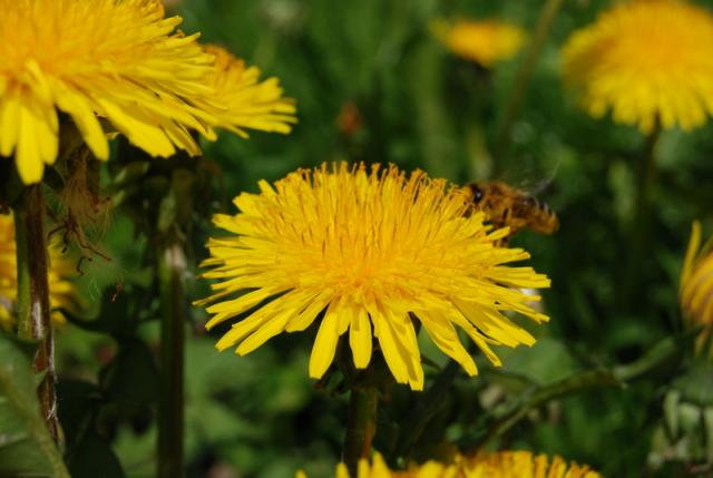 TERAPII ALTERNATIVE SI TRATAMENTE NATURISTE: DETOXIFIEREA FICATULUI