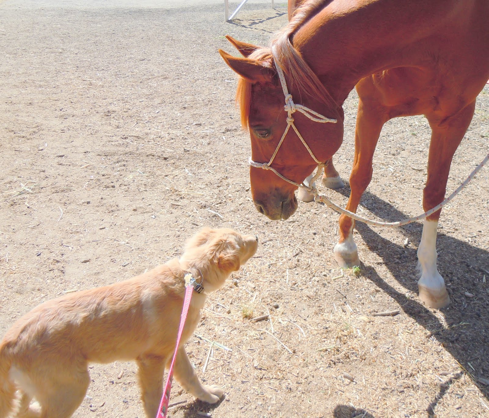 Havana Ginger - JungleKey.fr Image