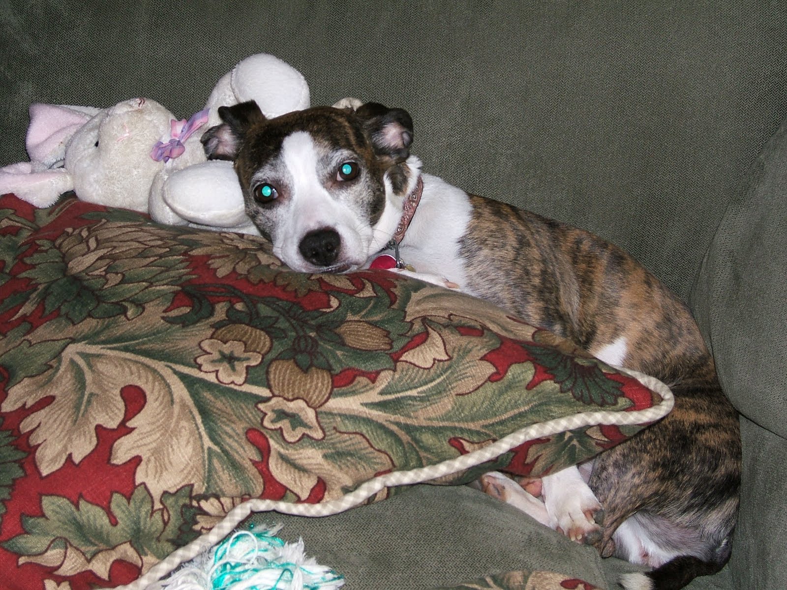 Gemini Dogs -- Woof!: Daycare Dog ~ Daisy