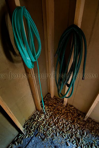 Wild and Free Montana: Middle Midden Managers