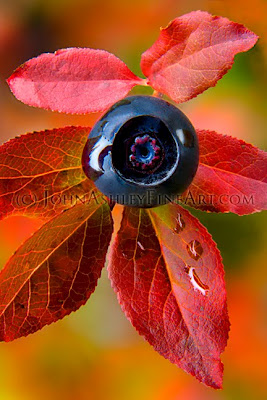 Wild and Free Montana: Huckleberry Culture