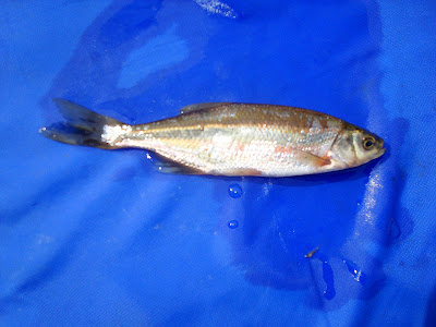 Ritchie Antics: Redside Shiner- Willamette River Sept. 24