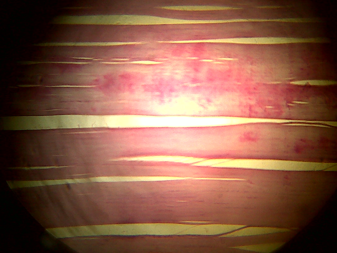 LABORATORIO DE HISTOLOGIA: Tejido Conectivo Propio