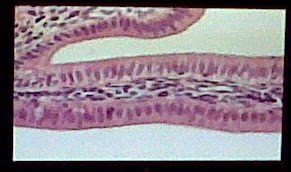 LABORATORIO DE HISTOLOGIA: Tejido Epitelial