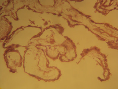 LABORATORIO DE HISTOLOGIA: Tejido Epitelial