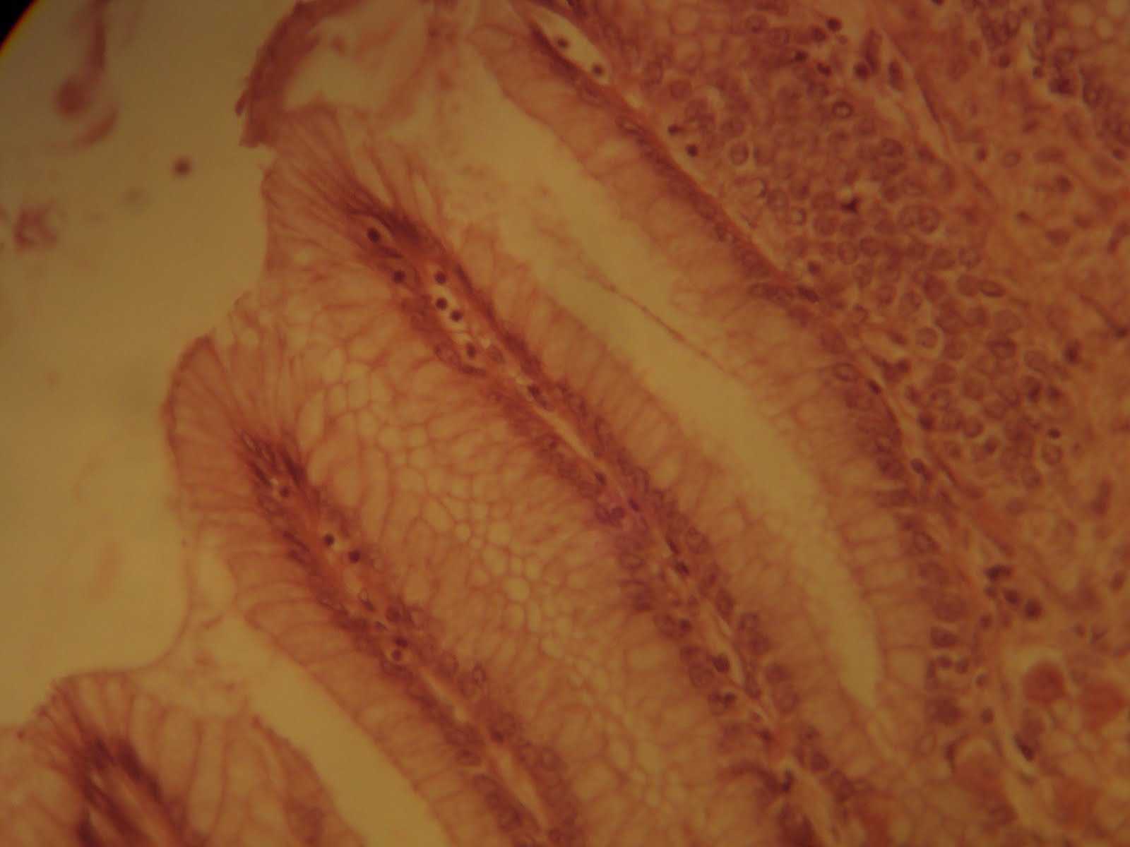 LABORATORIO DE HISTOLOGIA: Tejido Epitelial