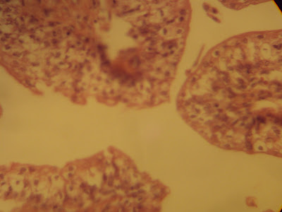 LABORATORIO DE HISTOLOGIA: Tejido Epitelial