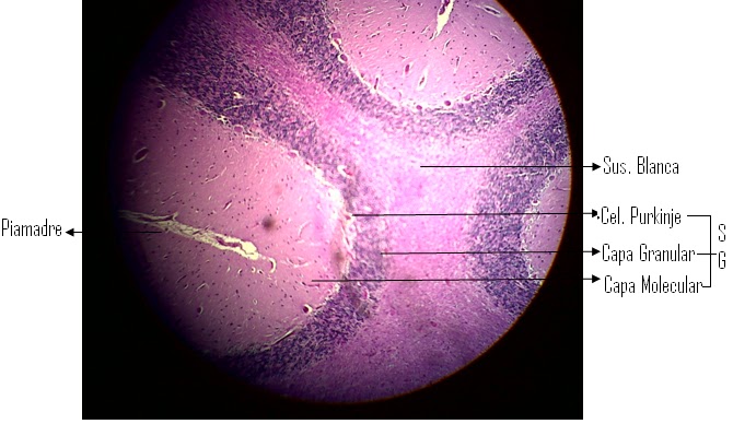 LABORATORIO DE HISTOLOGIA: Sistema Nervioso