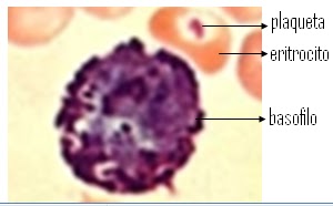 LABORATORIO DE HISTOLOGIA: Sangre