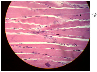LABORATORIO DE HISTOLOGIA: Tejido Muscular