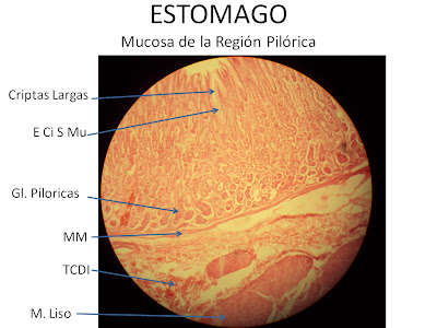 LABORATORIO DE HISTOLOGIA: Sistema Digestivo