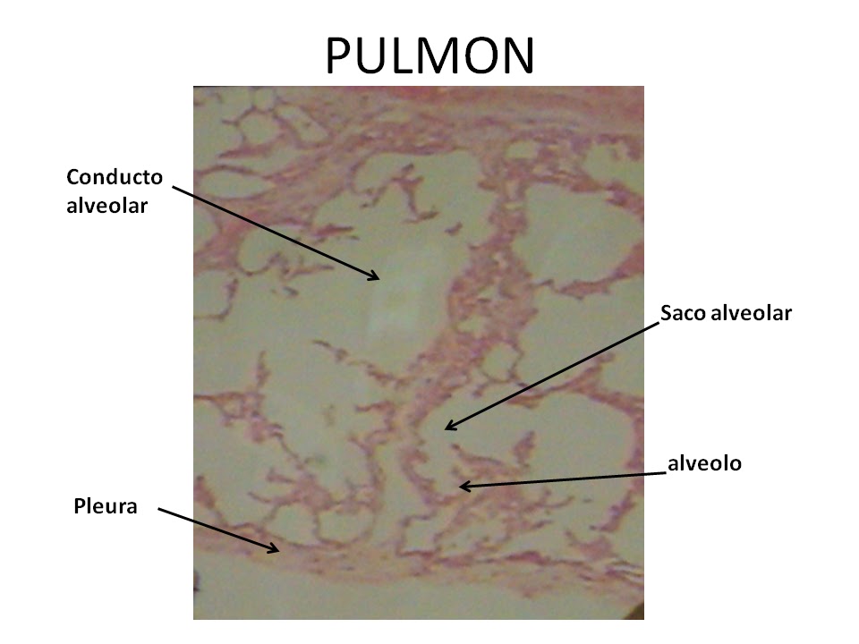 LABORATORIO DE HISTOLOGIA: Sistema Respiratorio