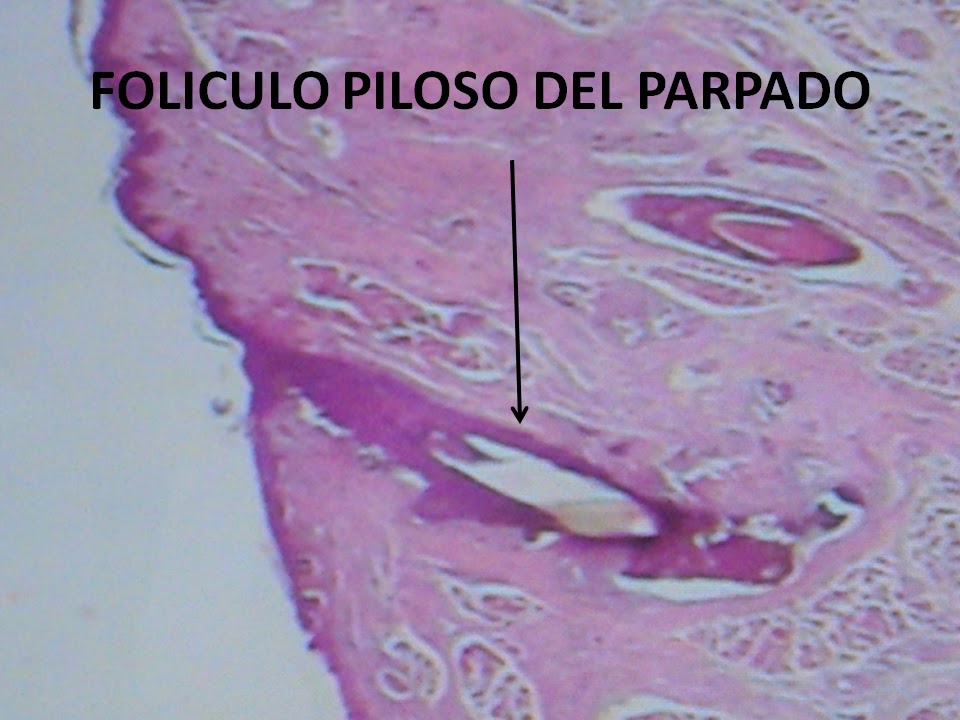 LABORATORIO DE HISTOLOGIA: Sistema Tegumentario