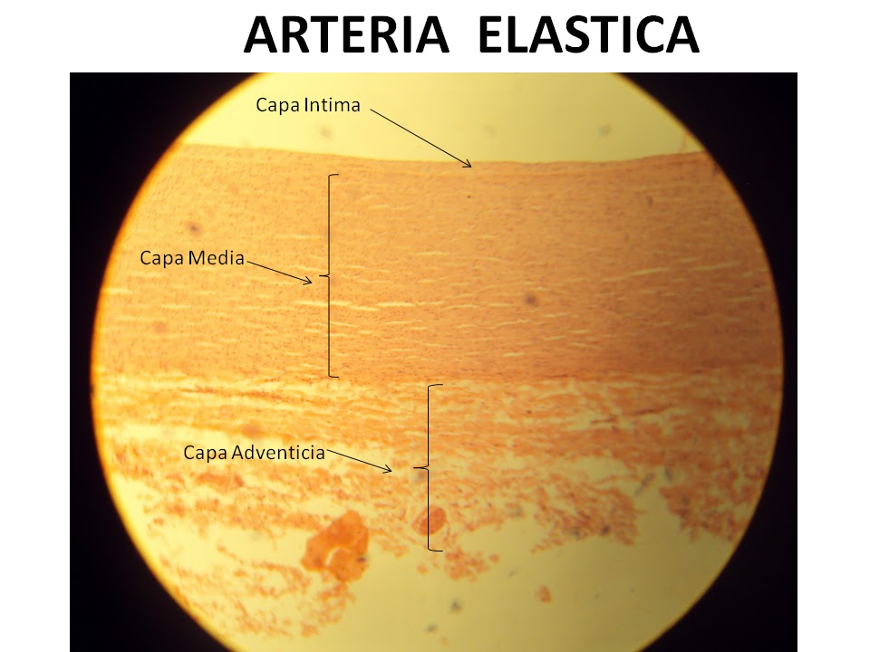 LABORATORIO DE HISTOLOGIA: Sistema Circulatorio
