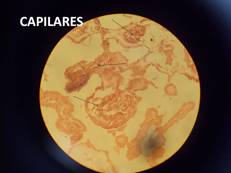 LABORATORIO DE HISTOLOGIA: Sistema Circulatorio