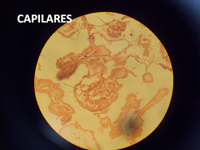 LABORATORIO DE HISTOLOGIA: Sistema Circulatorio