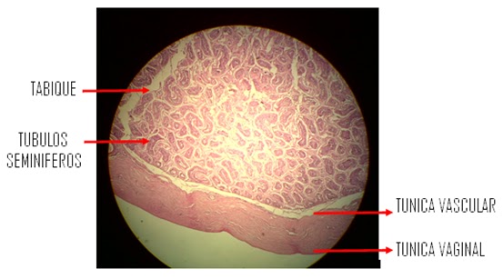 LABORATORIO DE HISTOLOGIA: Aparato Reproductor Masculino