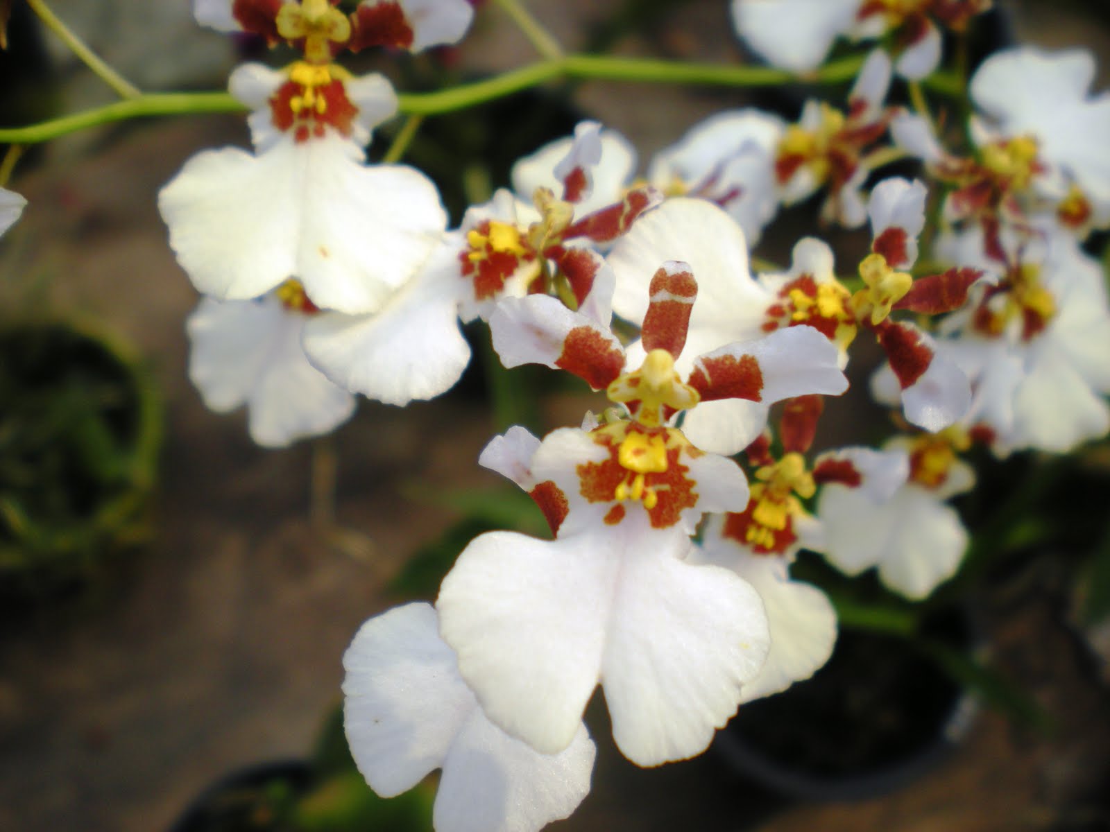 Hati Berdetik dan Berbisik: Orkid Dan Pengat Ubi