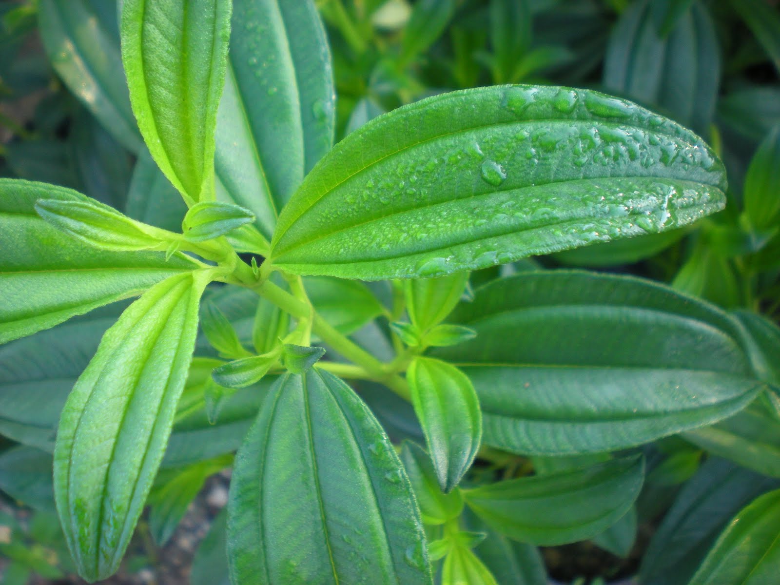 Hati Berdetik dan Berbisik: Pokok Senduduk
