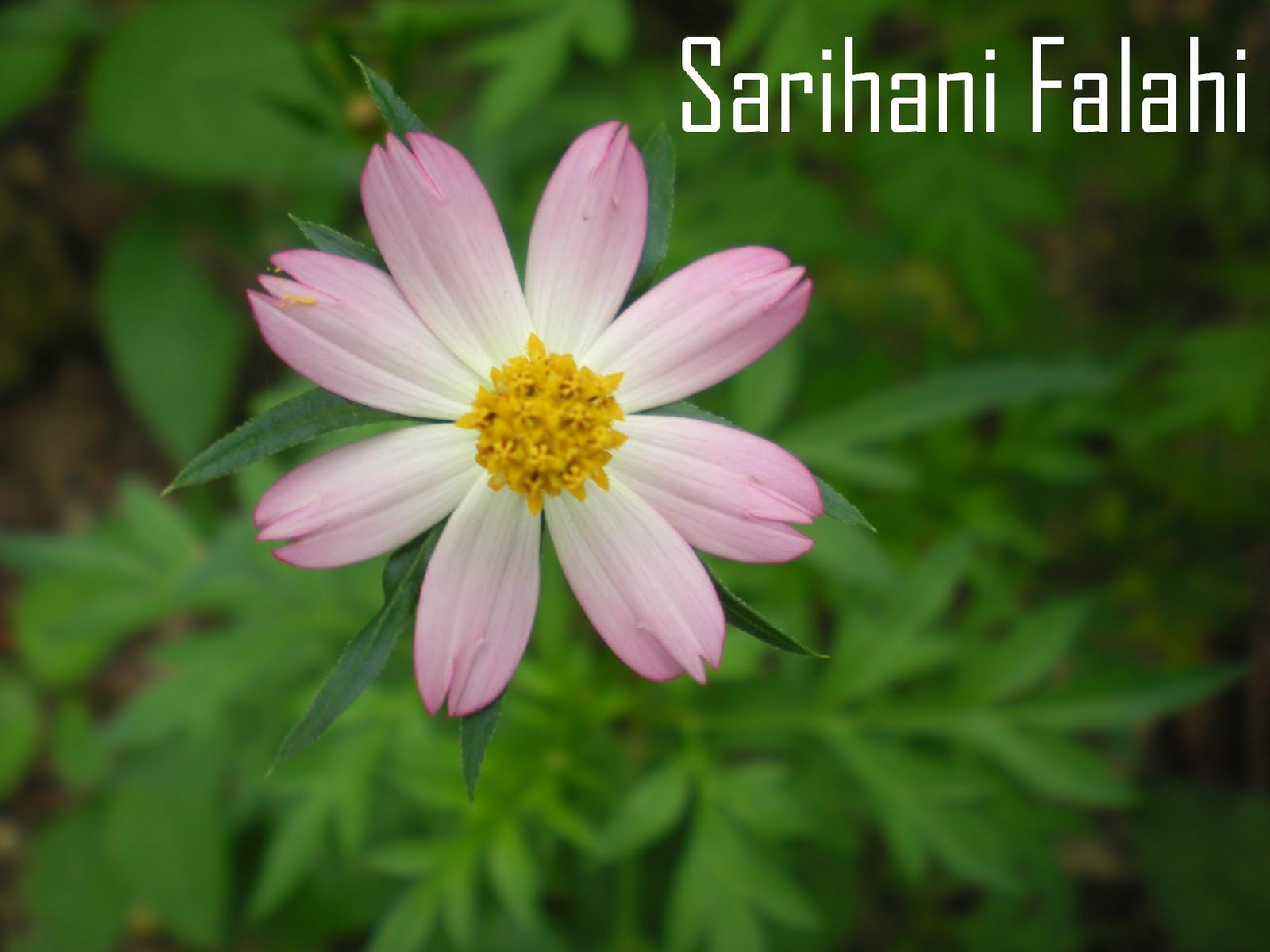 Hati Berdetik dan Berbisik: Pokok Ulam Raja