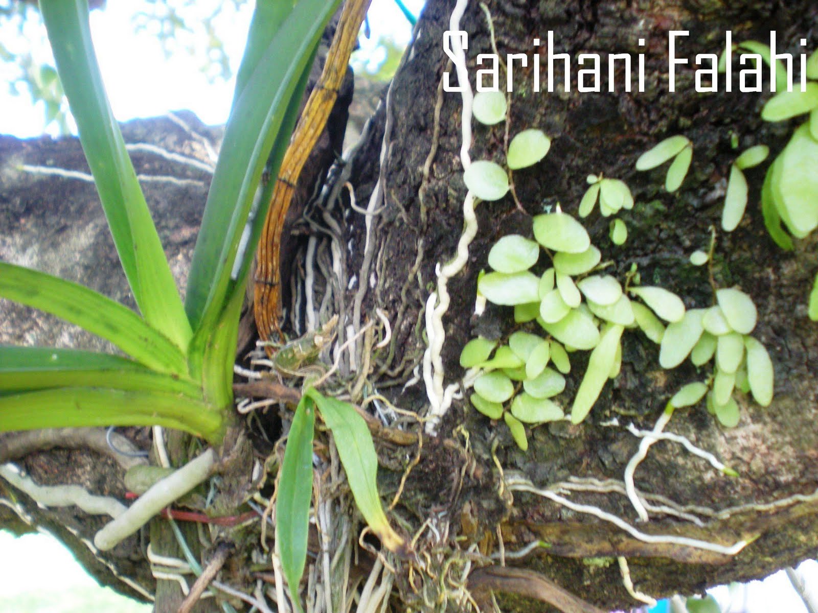 Hati Berdetik dan Berbisik: Pokok Duit-duit