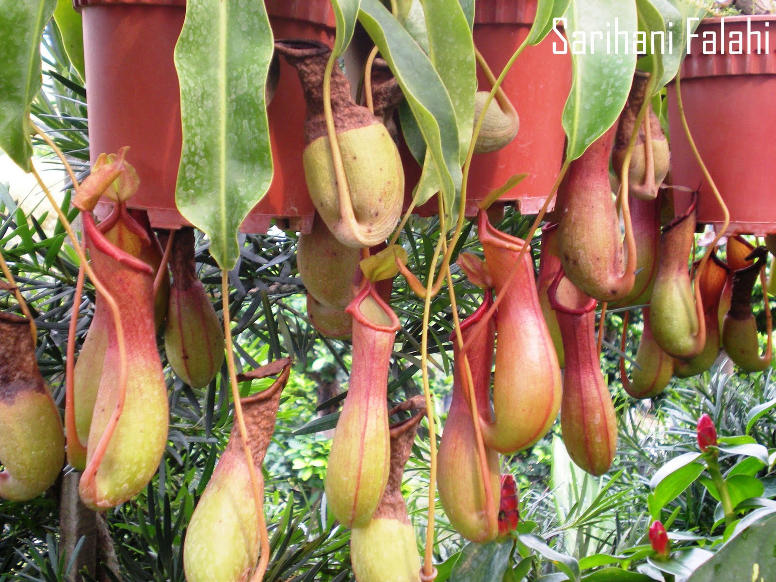 Hati Berdetik dan Berbisik: Nepenthes Periuk Kera