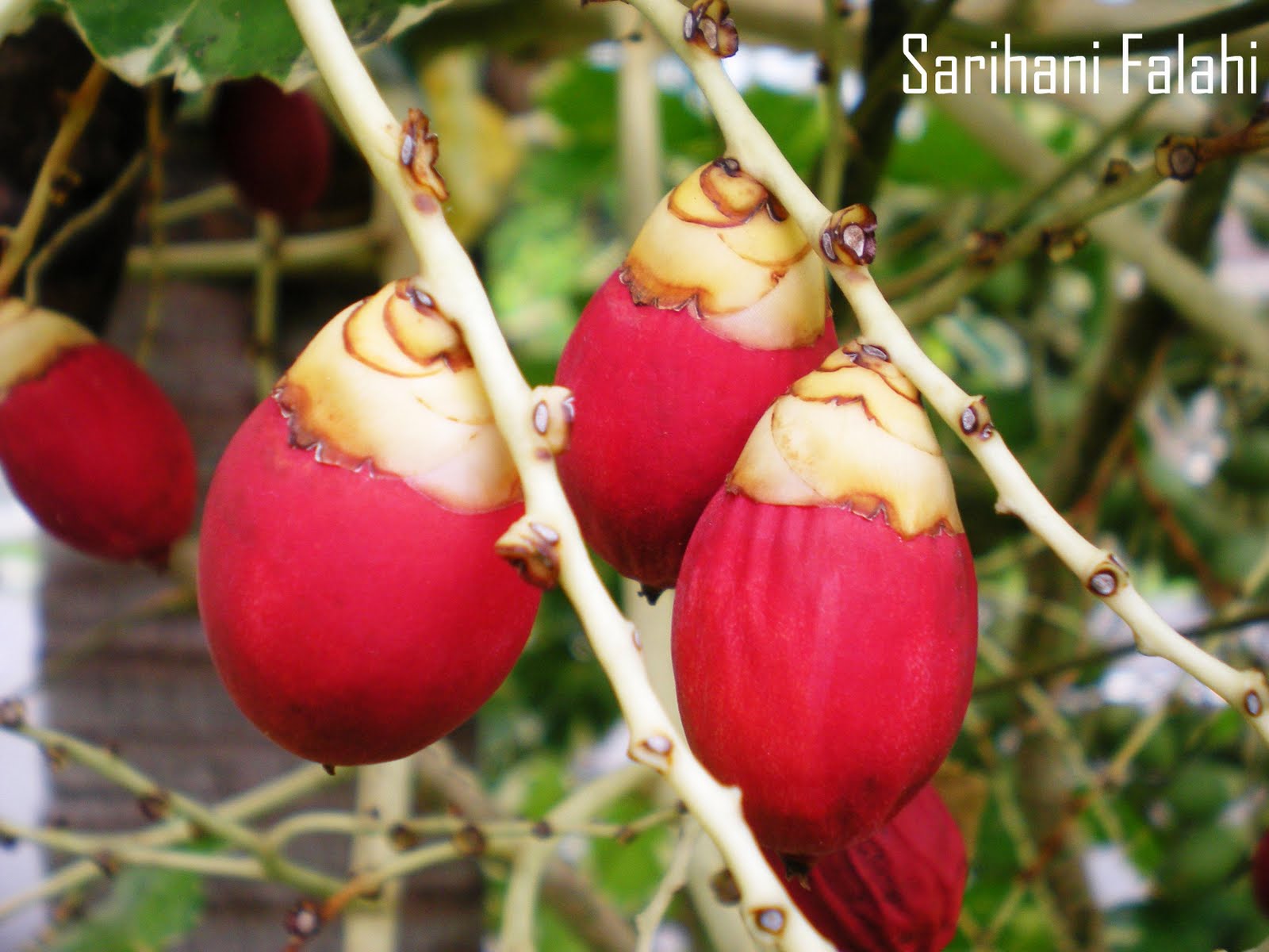 Hati Berdetik dan Berbisik: Pokok Pinang Hiasan
