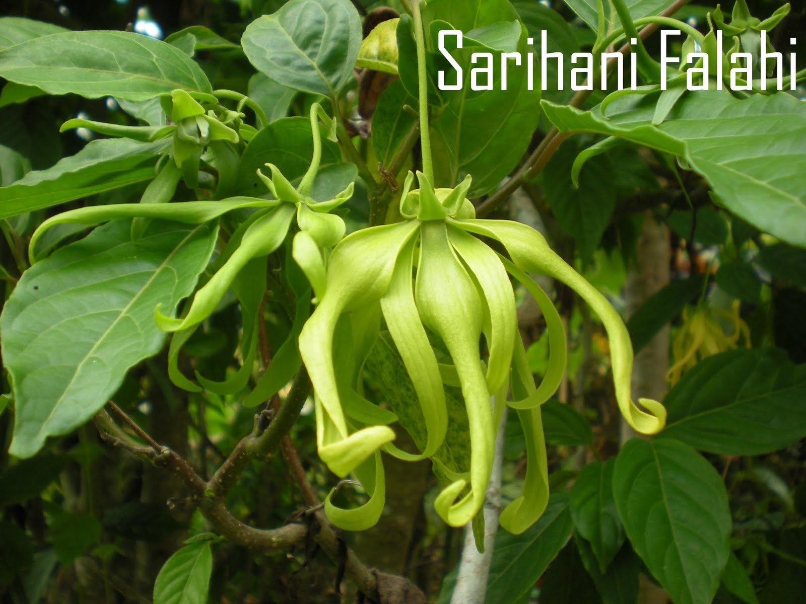 Hati Berdetik dan Berbisik: Bunga Kenanga