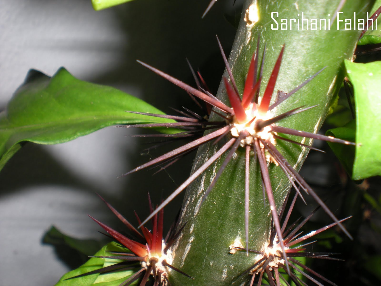Hati Berdetik dan Berbisik: Pokok Jarum Tujuh Bilah